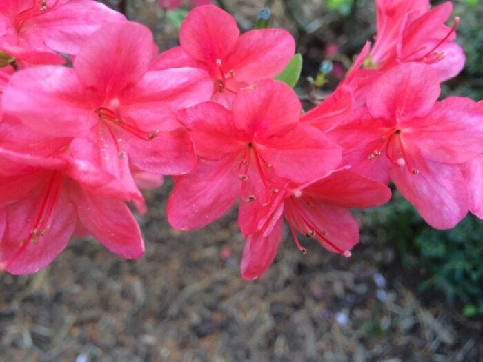 Common Spring Flowers in Virginia (Garden Tour Richmond VA)