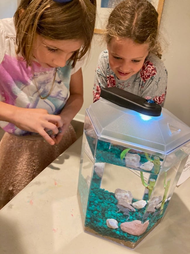 Easy Pets To Take Care Of Staying Close To Home Easy Pets To Take Care Of Staying Close To Home